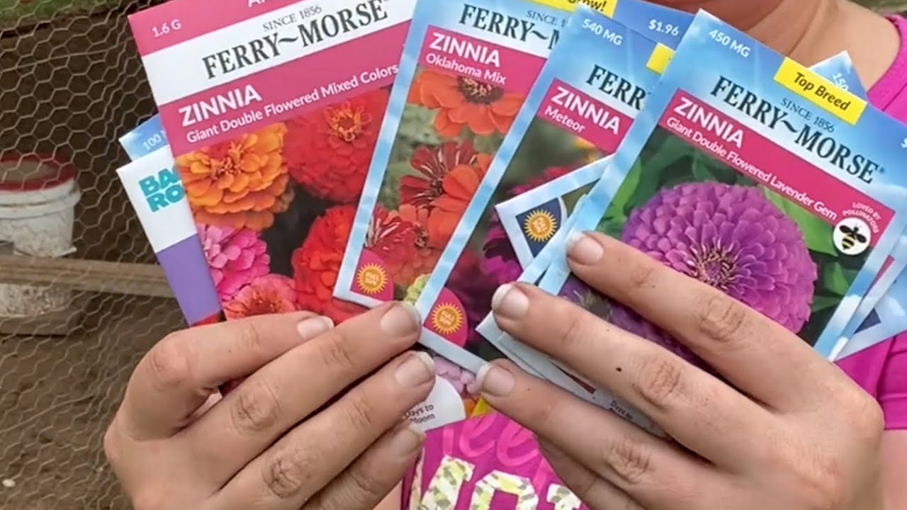 Planting zinnias, brownie recipe - YouTube