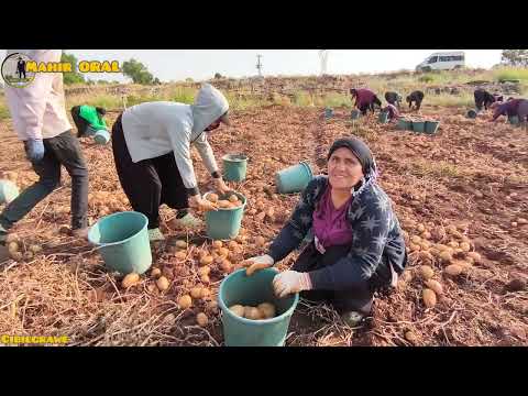 342- MARDİN NUSAYBİN KUYULAR CİBİLGRAWÊ KÖYÜ PATATES İŞÇİLERİNİ CEKİMİM 