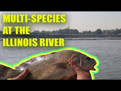 MULTI-SPECIES DAY - At The ILLINOIS RIVER - BOTTOM FISHING - YouTube