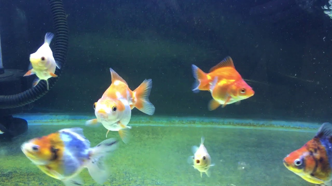 My goodfish - YouTube