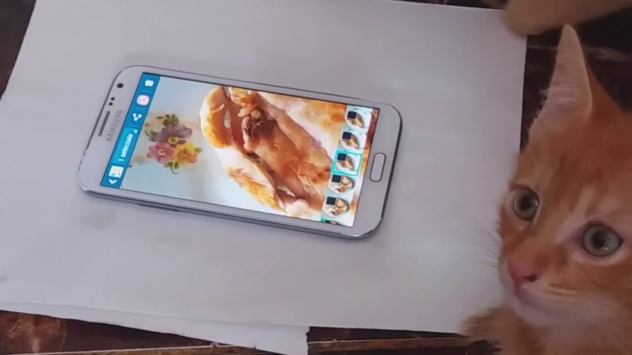 Cute cats eat smartphone - YouTube