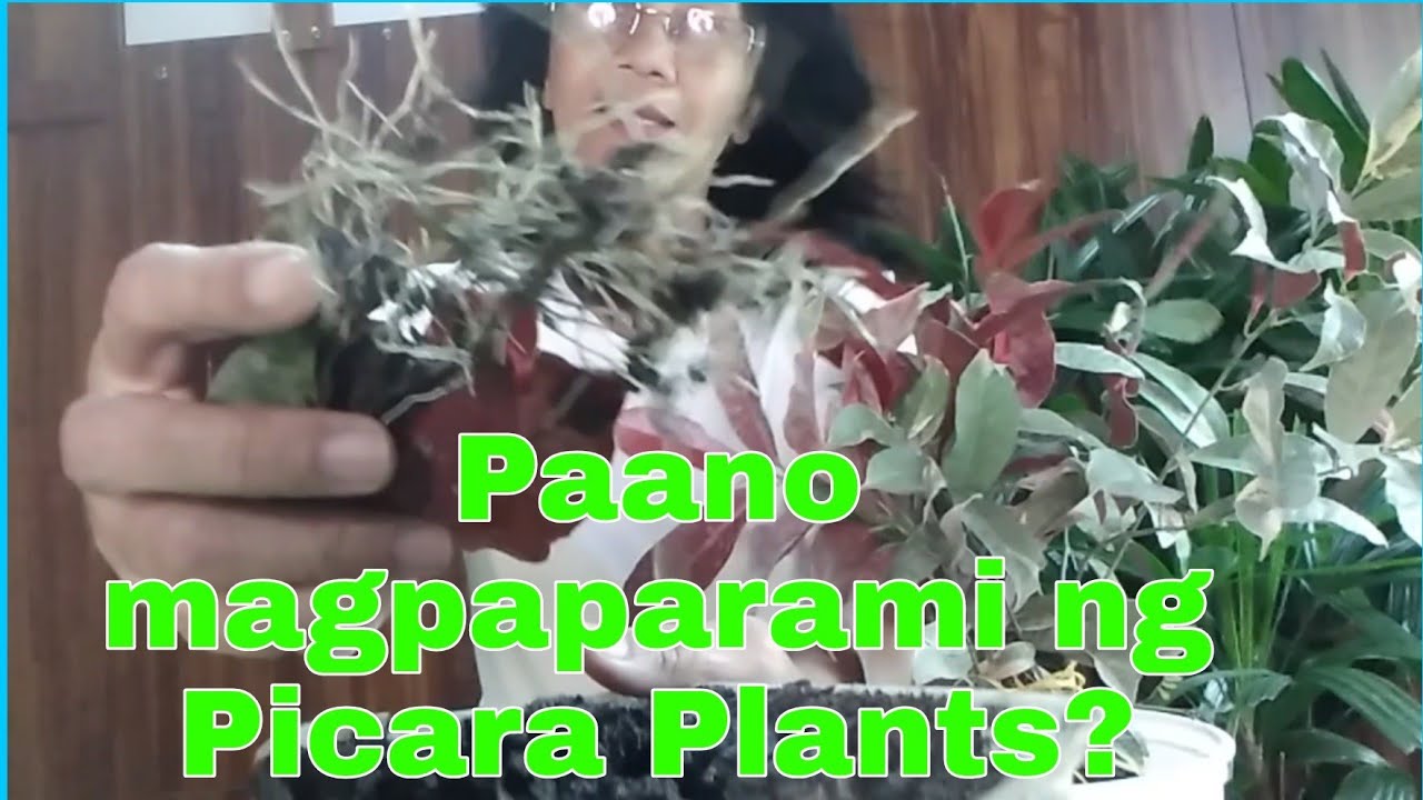 Paano magpaparami ng Picara Plants? - YouTube