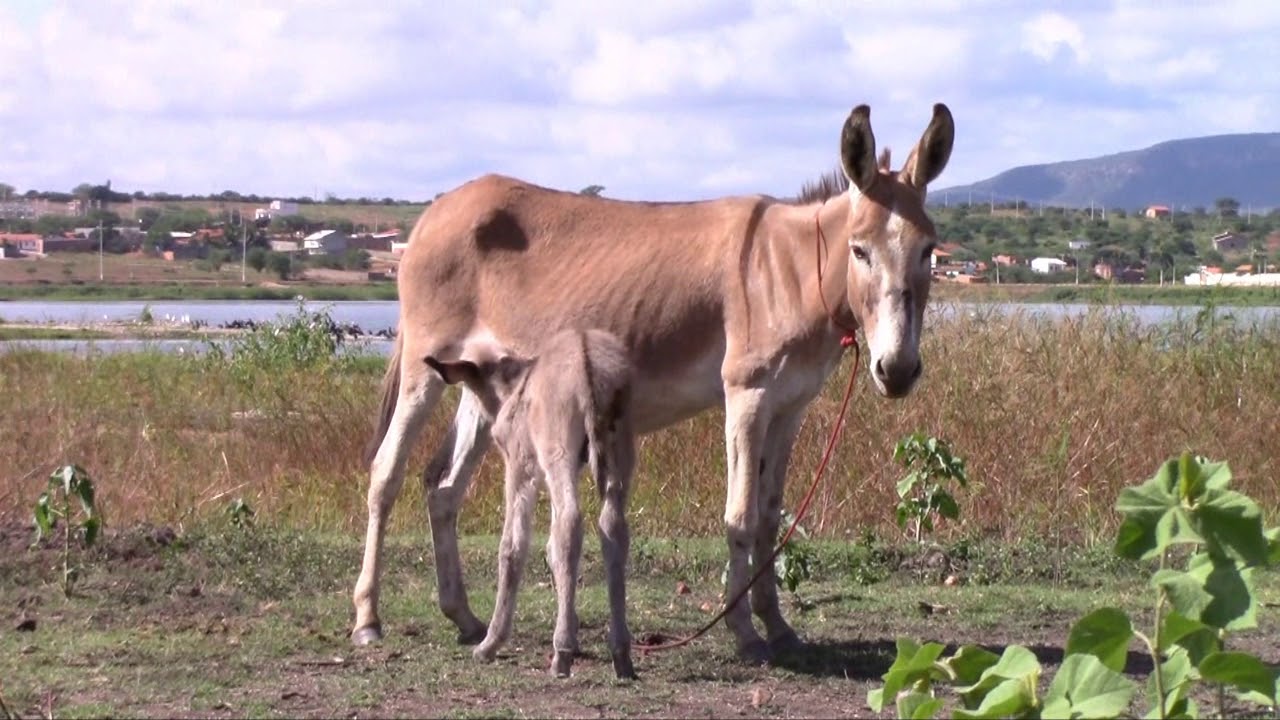 Jumenta e o Jumentinho - YouTube