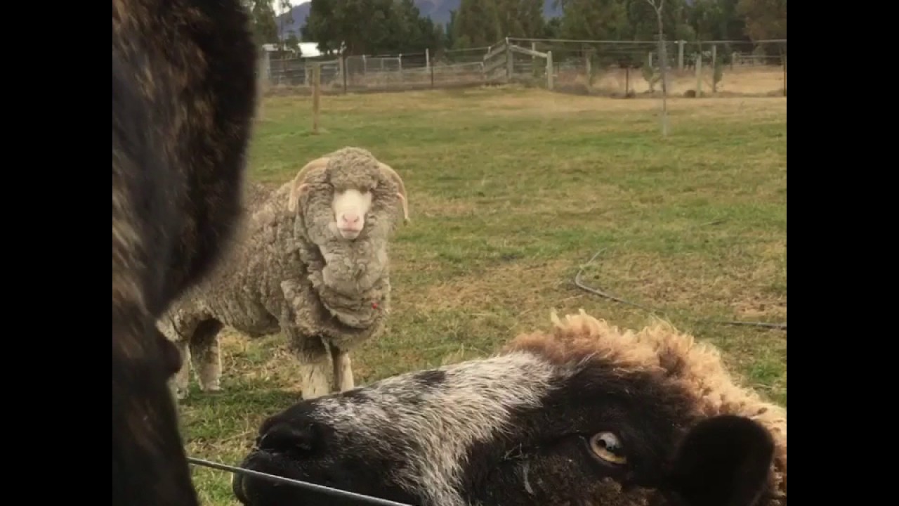 Cats and Sheep greeting. - YouTube