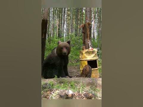 ХОРОШЕЕ НАЧАЛО ДНЯ У МЕДВЕДЯ С ЯБЛОЧЕК И ГРУШ. - YouTube