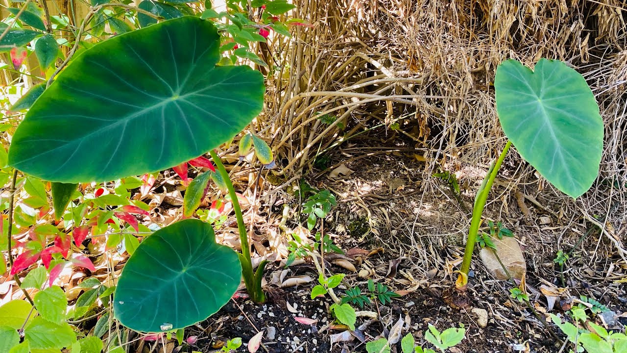 How to grow Taro Root at home from store bought sprouts, Taro leaves ...