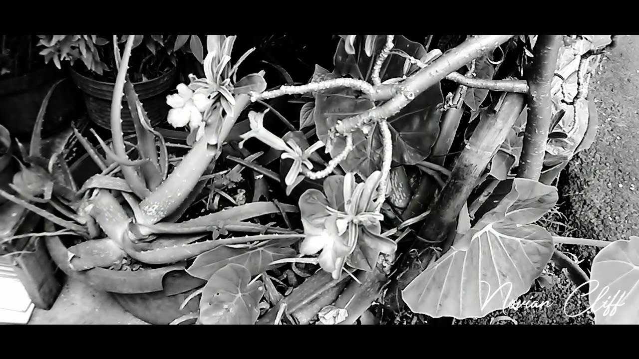 Samsung Galaxy E5 video test!  Cinematic Samsung Galaxy E5!