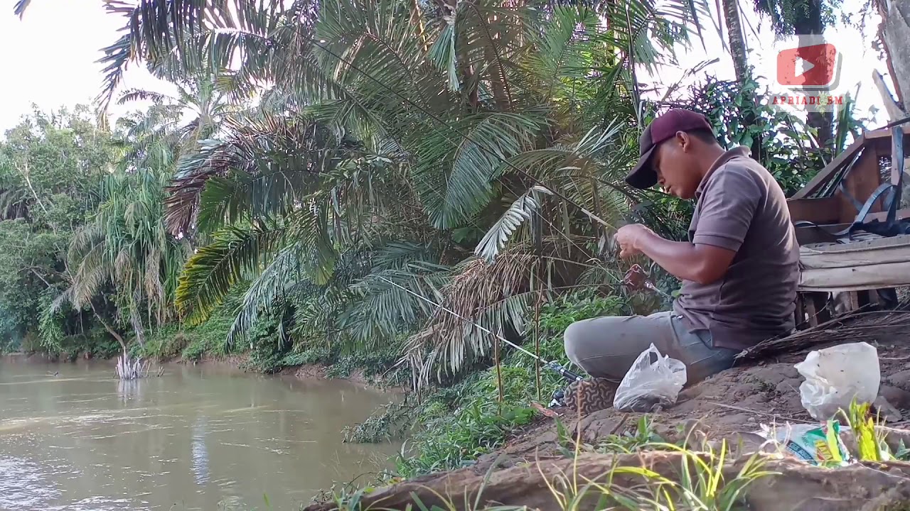 Mancing ikan silampit/selais (Kryptopterus lais ) - YouTube