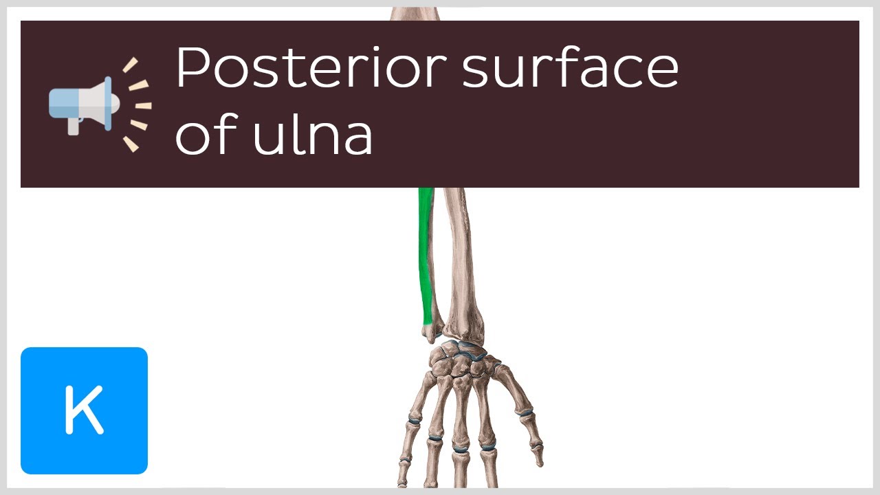 Posterior surface of ulna | Anatomical Terms Pronunciation by Kenhub ...