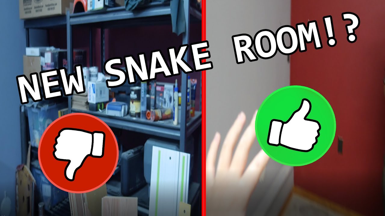 New Snake Room!? | Getting started breeding Ball Pythons | - YouTube