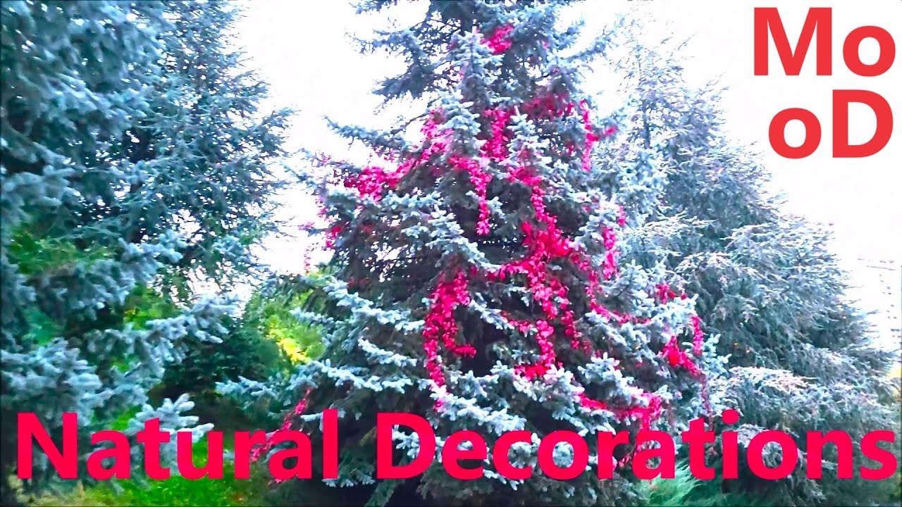 Delightful Christmas Trees with Living Natural Decorations. Mood ...