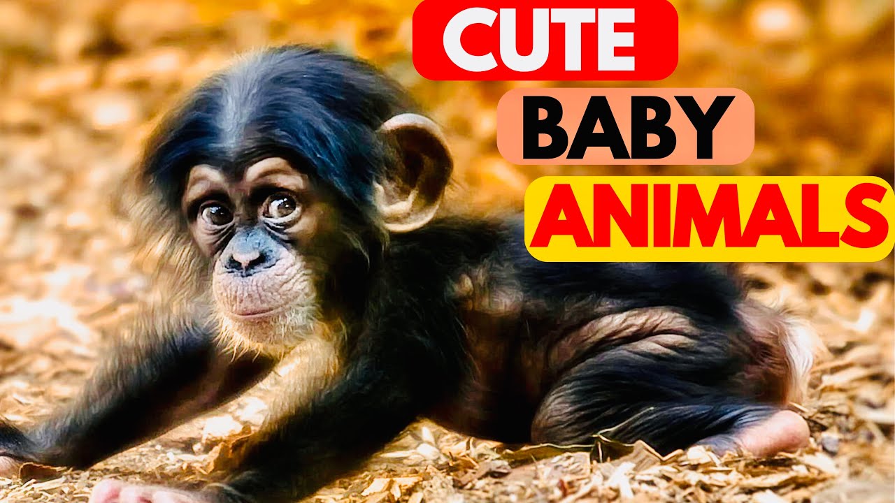 BABY ANIMALS steal your heart! too cute to handle! - YouTube