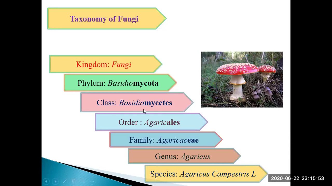 Structure and classification of Fungus (part 1) - YouTube