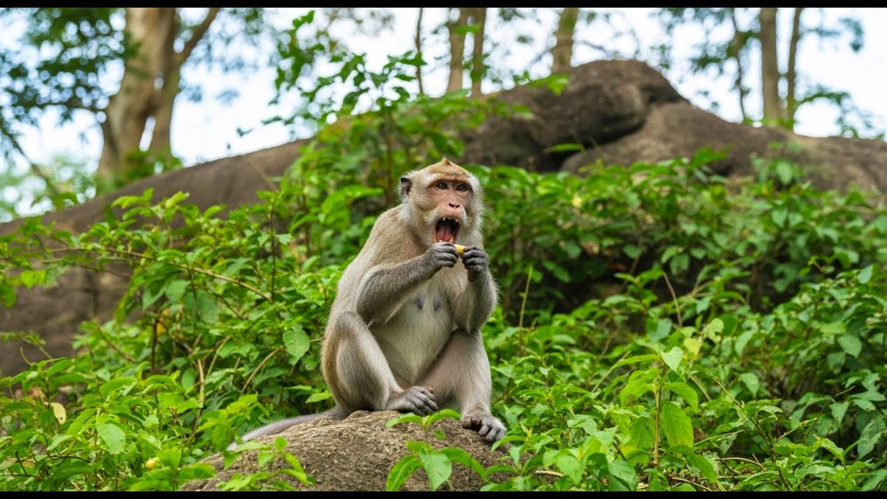 Wild lovely Monkey, Natural Behavior of Monkey - YouTube