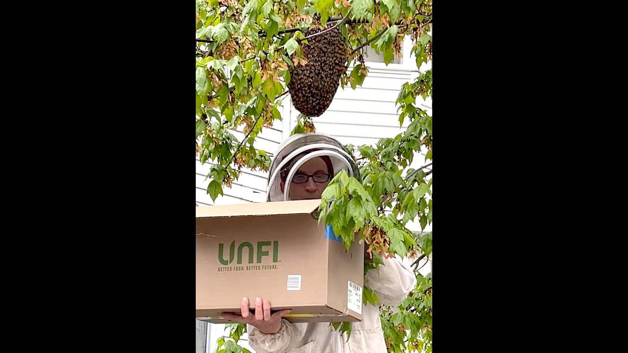 Bee swarm rescue! Cambridge, MA - YouTube