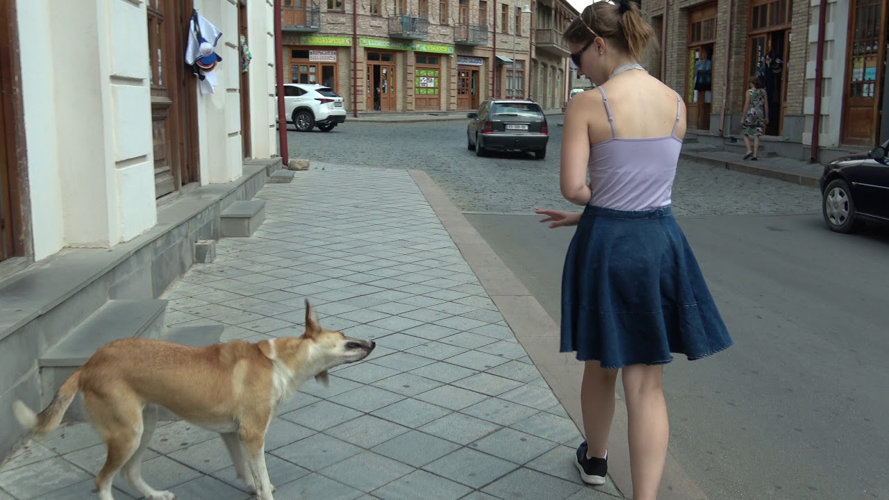 Stray Dogs of Gori Georgia 1 - YouTube