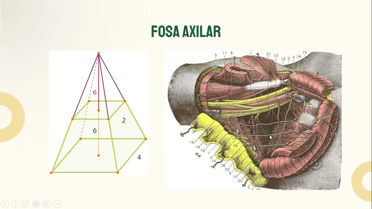Anatomía- Fosa Axilar (Caras, base y vértice) ¡Fácil! - YouTube