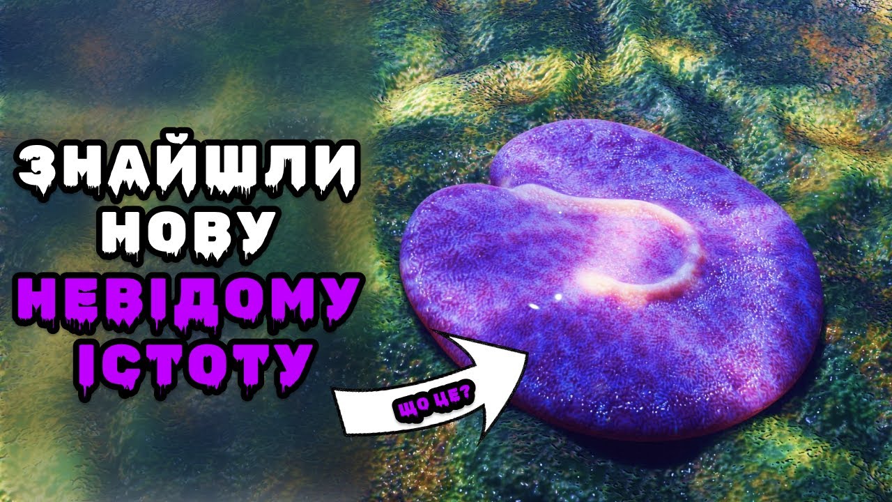 СЕНСАЦІЙНЕ ВІДКРИТТЯ: СТВОРІННЯ, ЩО ЗМІНИЛО ХІД ЕВОЛЮЦІЇ | QUAESTIO SIMPSONORUM - YouTube