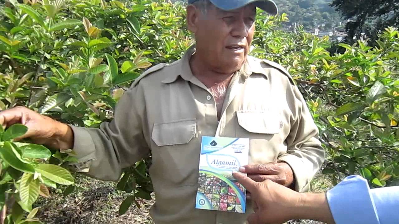 Testimonio de phyto Nutrimentos algamil Benito Juarez Michoacan Mexico ...