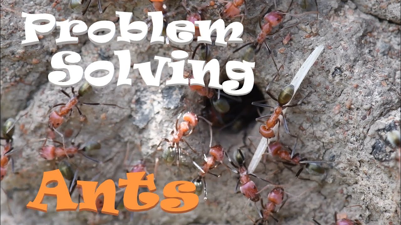 Problem Solving ANTS - YouTube