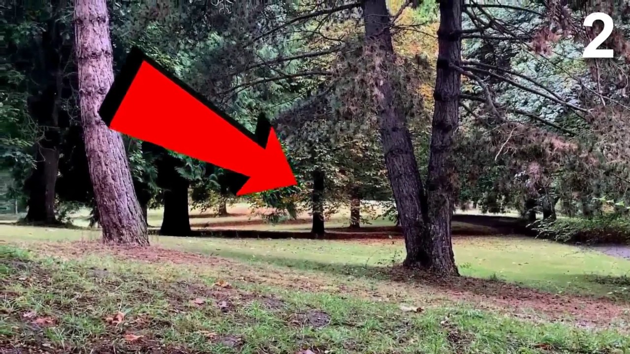 5 Recent sighting Mythical Creature - Paranormal TOP 5 - YouTube