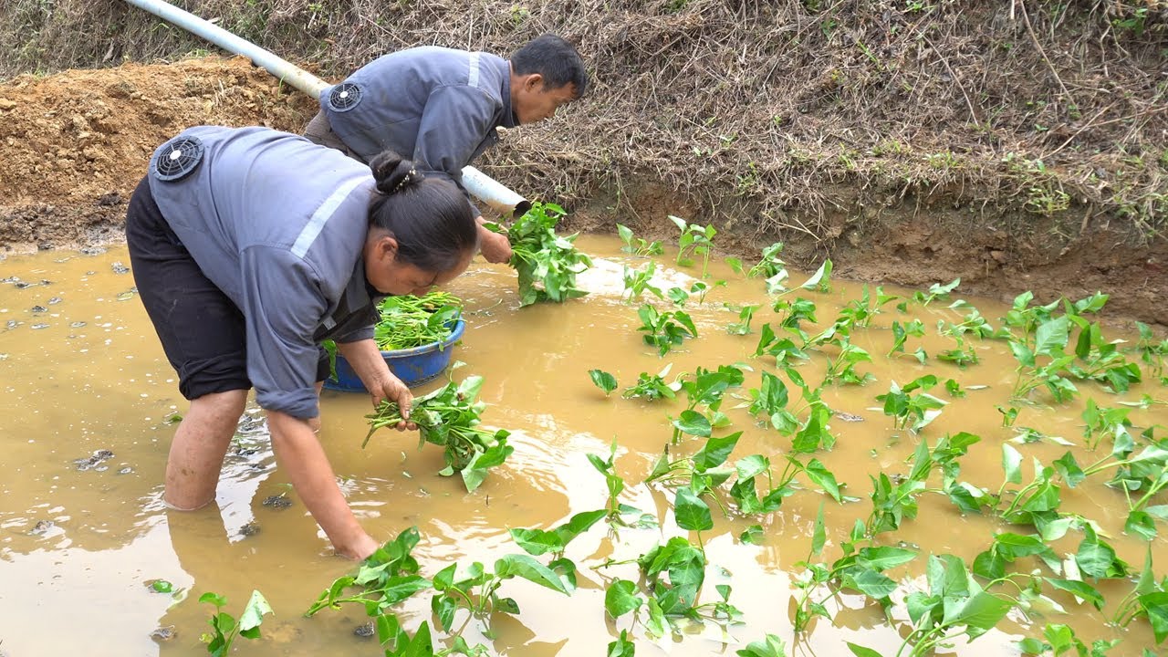 Plowing process - Prepare the land together to grow water spinach ...