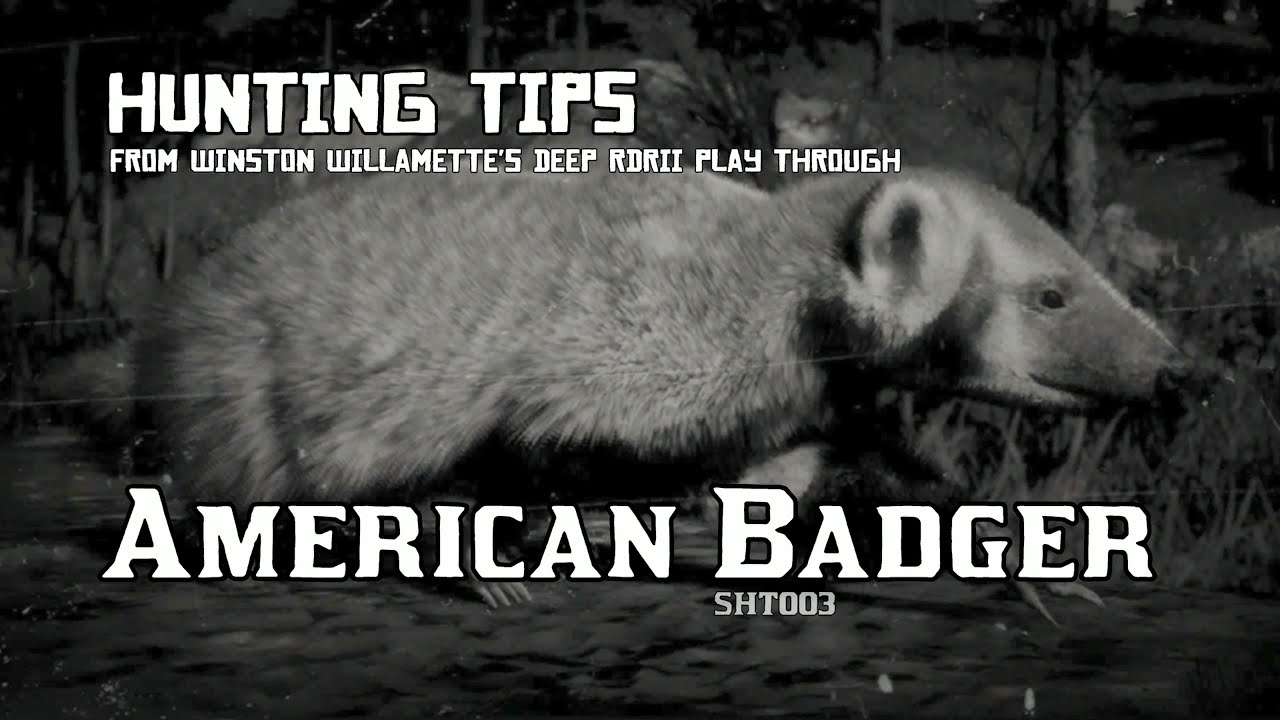 American Badger - Hunting Tips [RDRII] - YouTube