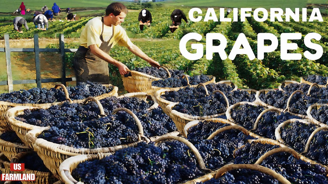 How California Farmers Harvested and Processed Millions of Tons of ...