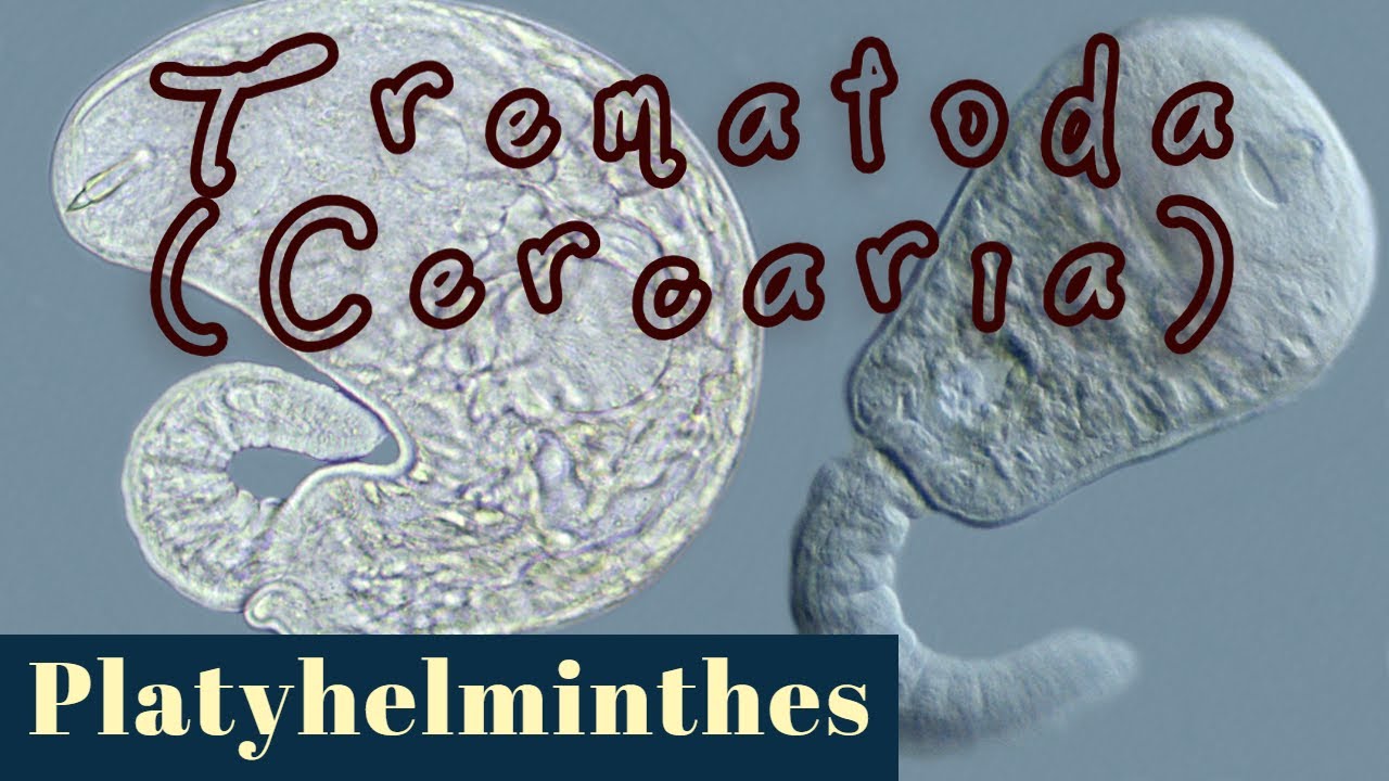 Cercaria - larval stage of Trematodes (Platyhelminthes or Flatworm ...