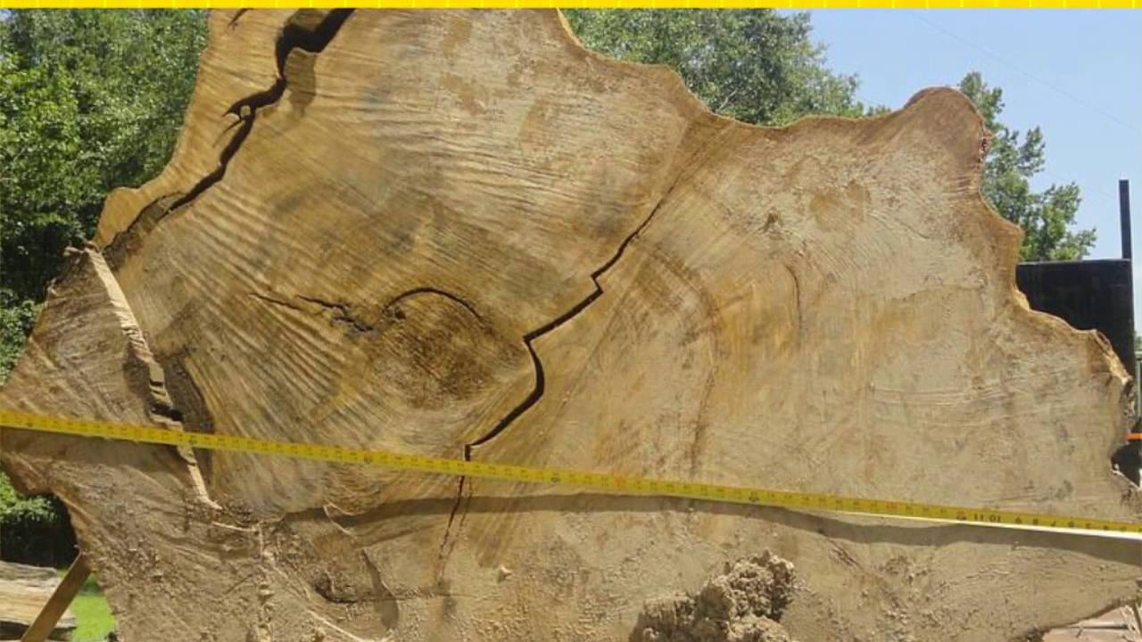 Sinker Cypress Wood for Sale Sinker Treasures - YouTube