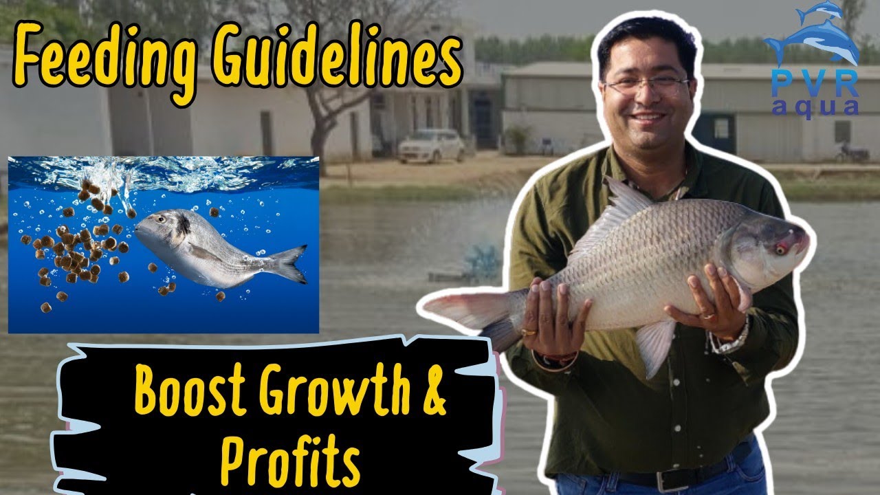 The Do’s and Don’ts of Feeding in Fish Farming #FishFarming - YouTube