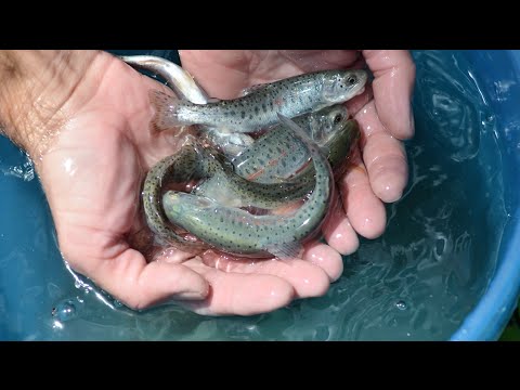 Colorado's state fish is back from extinction, helped by CU-Boulder ...