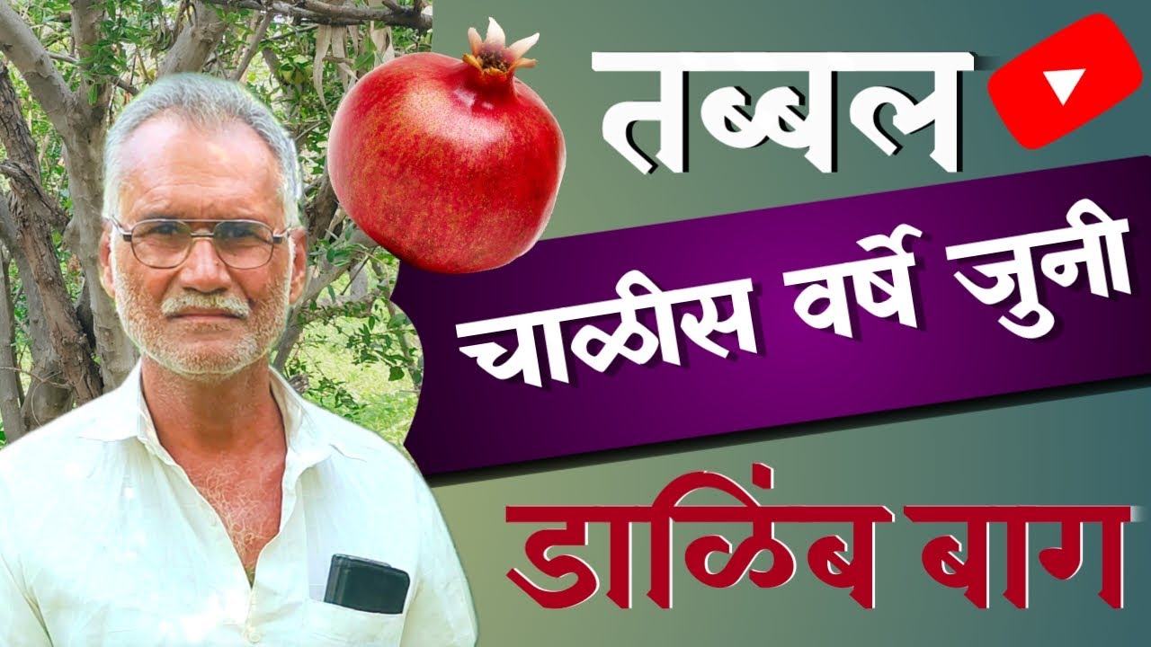 तब्बल ४० वर्षे जुनी डाळिंब बाग | डाळिंब शेती | dalimb sheti - YouTube