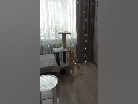 Дом для кота - YouTube