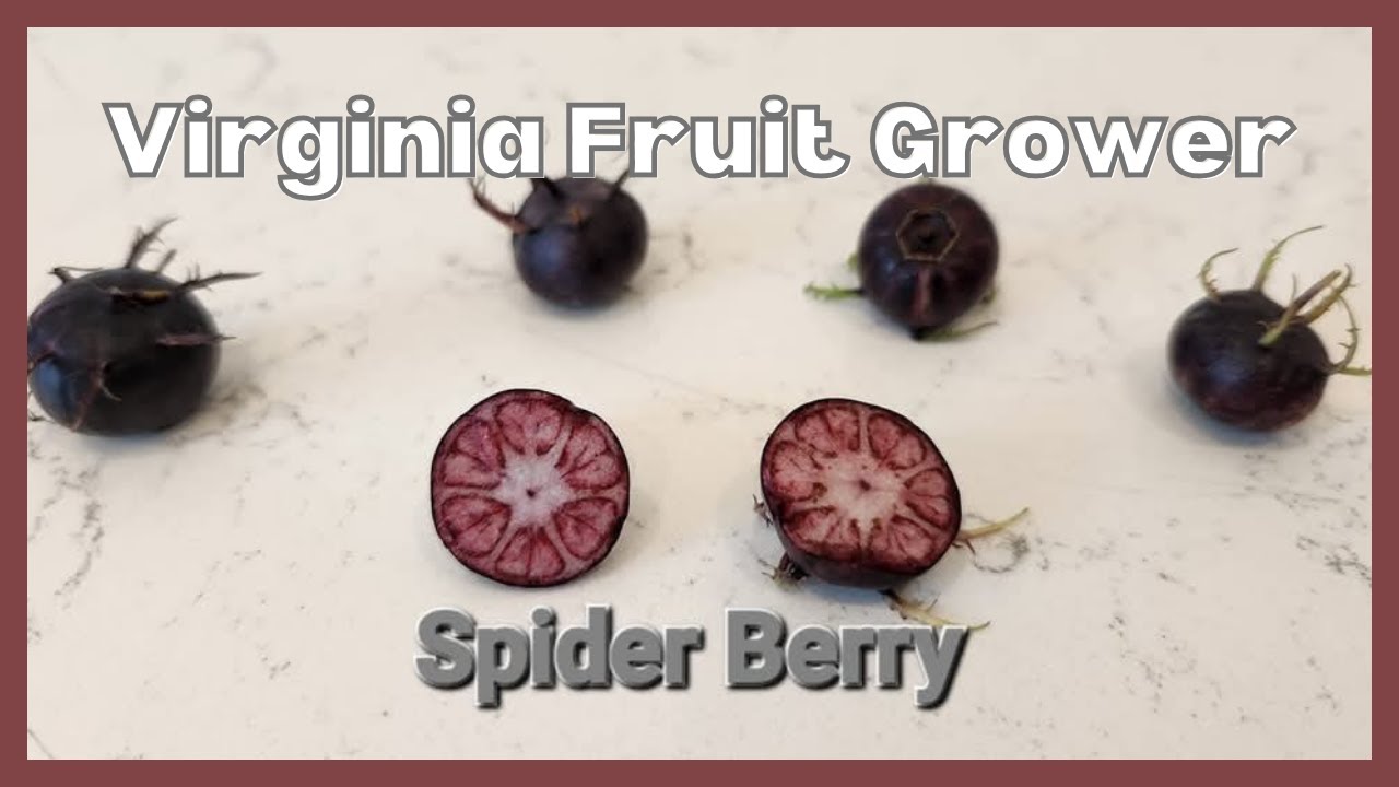 Spider Berry ( Campanumoea lancifolia or Cyclocodon lancifolius ...