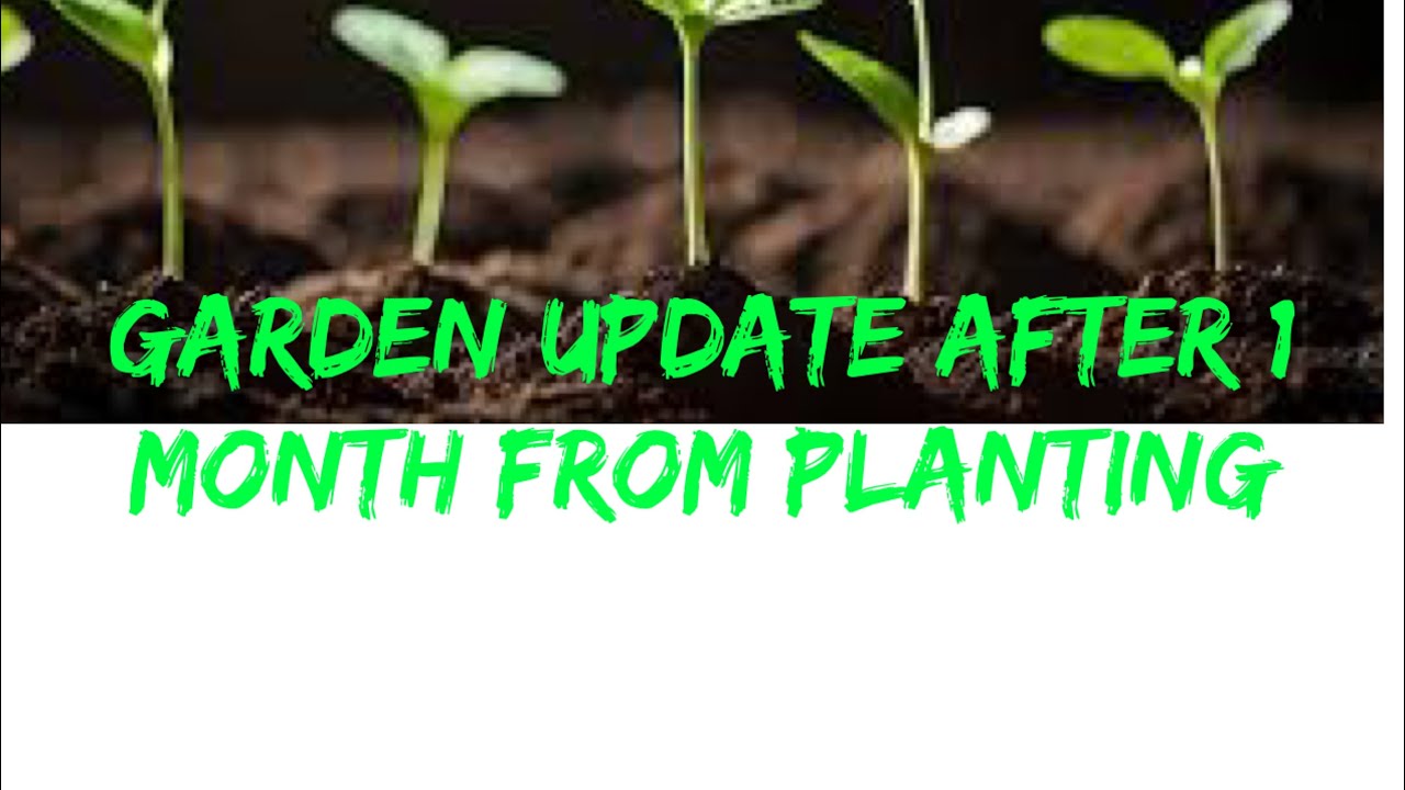 Garden Update 1 month after Planting - YouTube