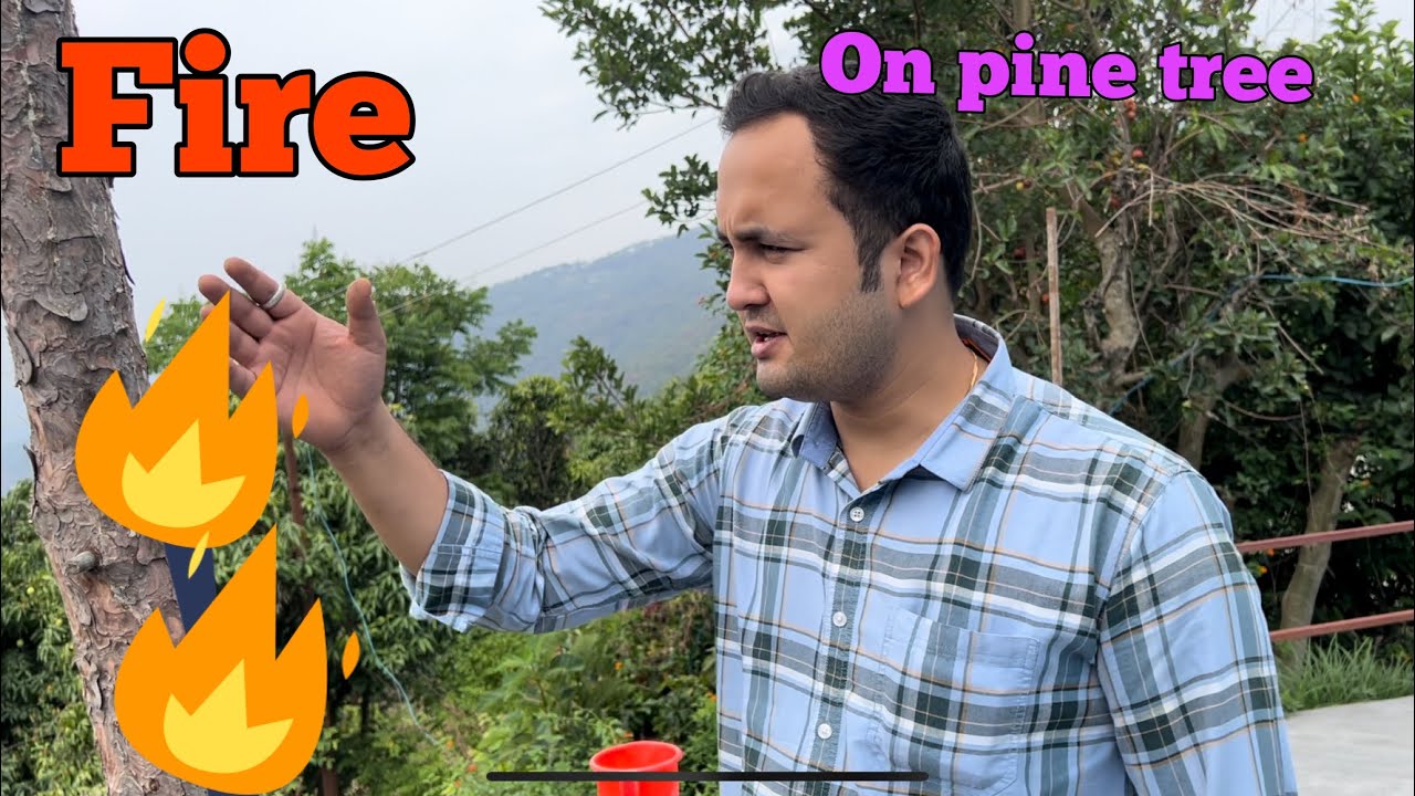 🌲 pine tree resin cathes fire - YouTube