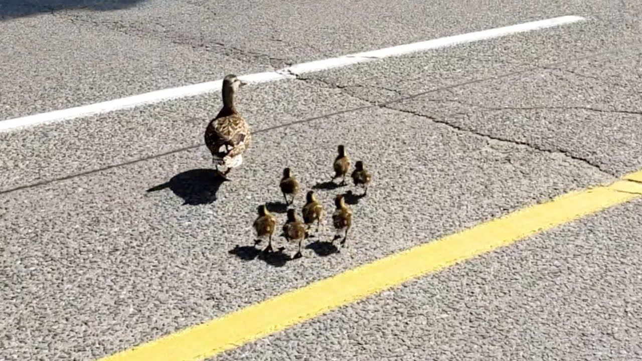 Mother duck and seven ducklings crossing a road - YouTube