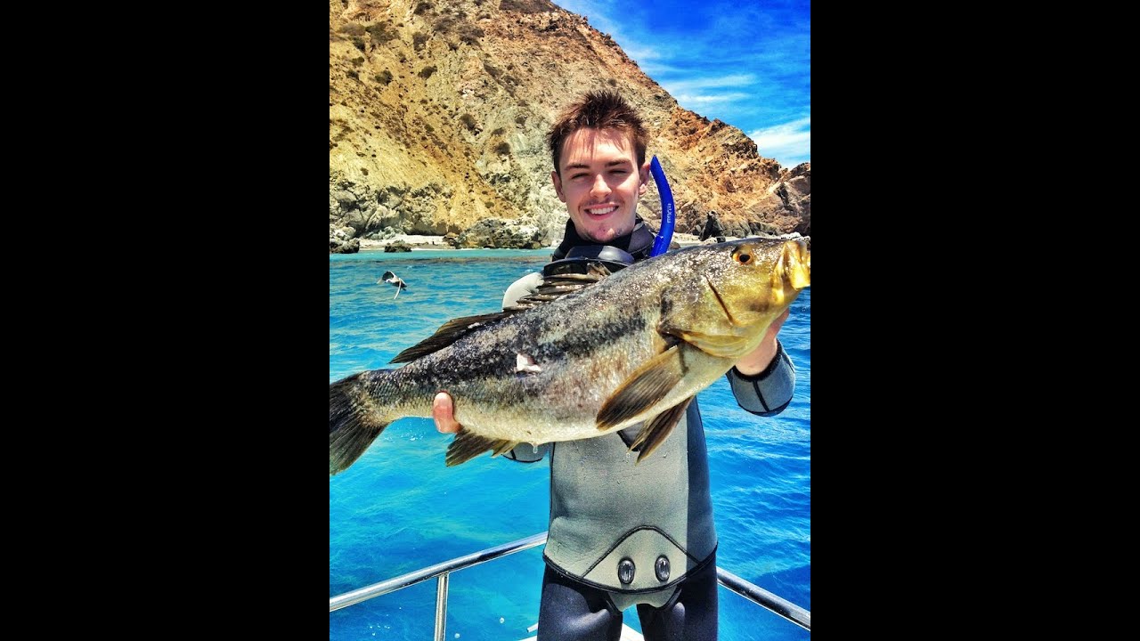 Spearfishing Halibut in California October - November 2014 - YouTube