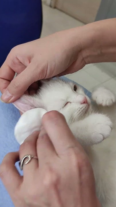 Как ухаживать за котом или кошкой (помыть, подстричь когти, расчесать ...