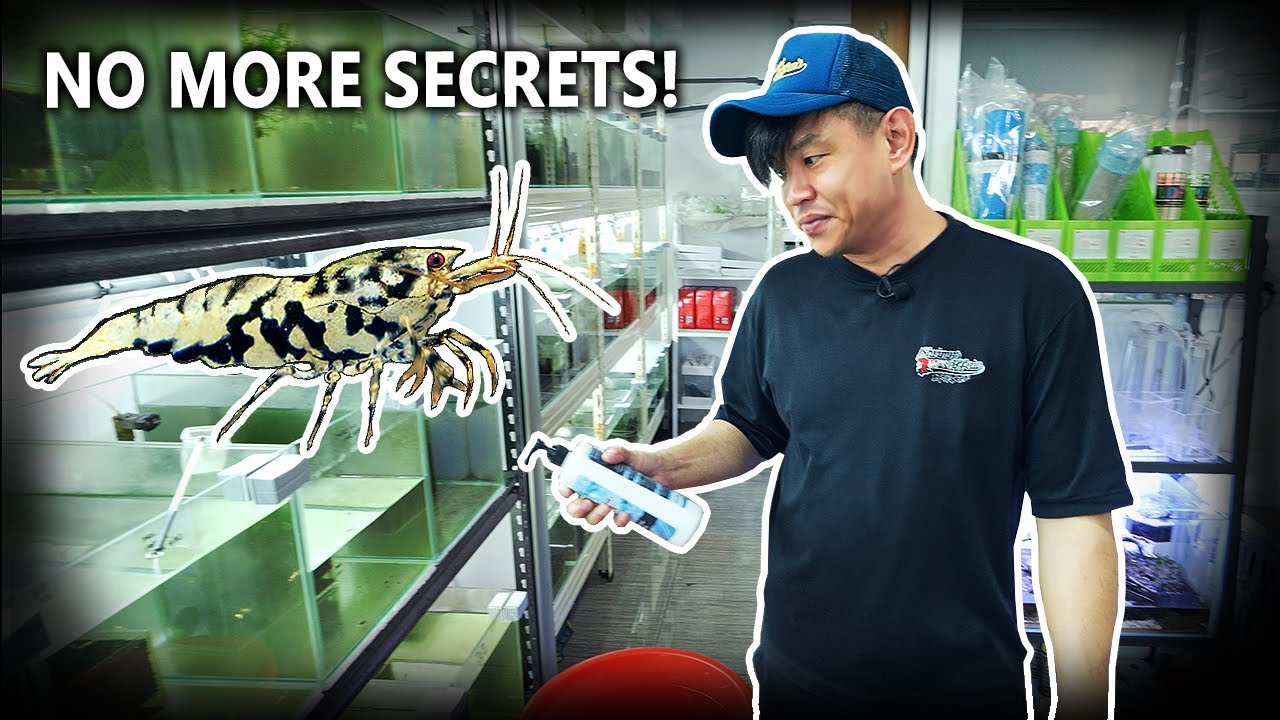 Master Shrimp Breeder Reveals His Top Secret! - YouTube