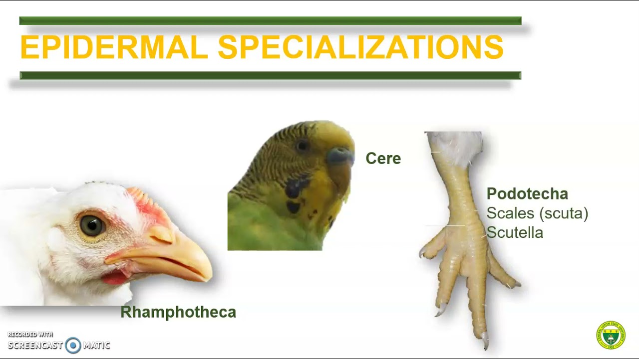 Comparative Anatomy (Common Integument part 3) - YouTube