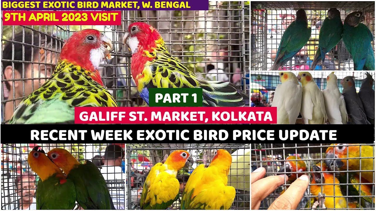 Recent Week All Exotic Bird Price|Galiff Street Biggest Exotic Bird ...