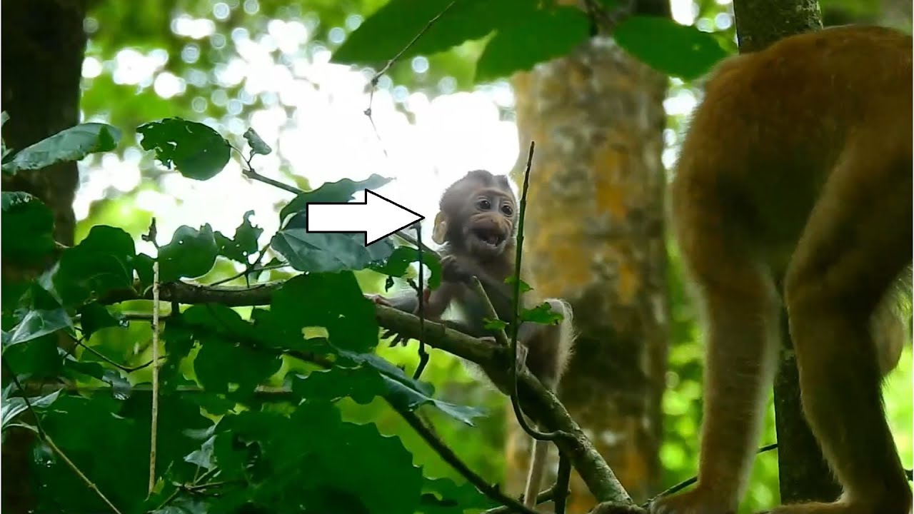 OMG! What is wrong with Rainbow crying so scared big monkey? Poor ...