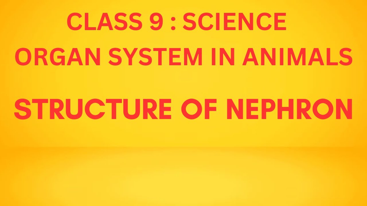 Structure of Nephron | Organ System in Animals | Class 9 | Tamil - YouTube