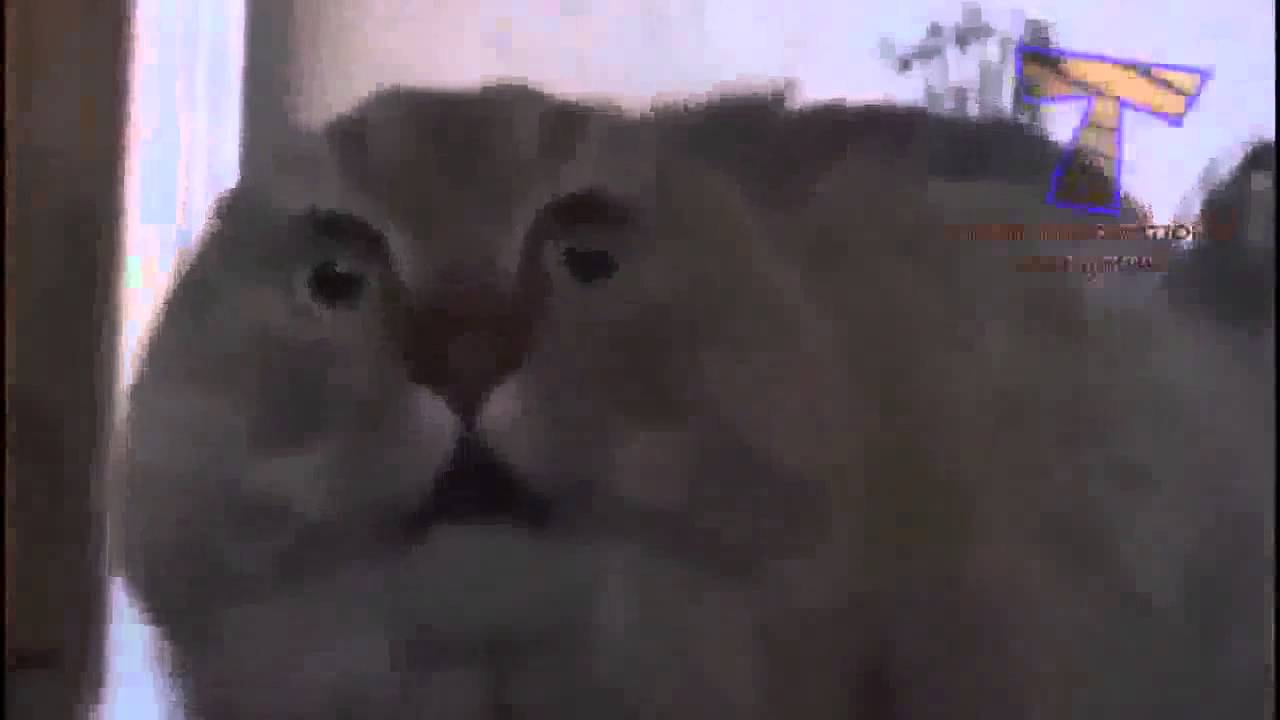 Cute naughty cats feel guilty - Funny guilty cat compilation PART 2 ...