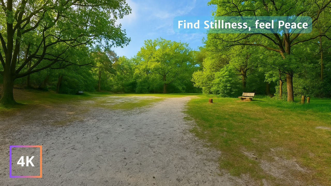11-Minute Forest Walk for Inner Calm 🌿 | Find Stillness, Feel Peace ...