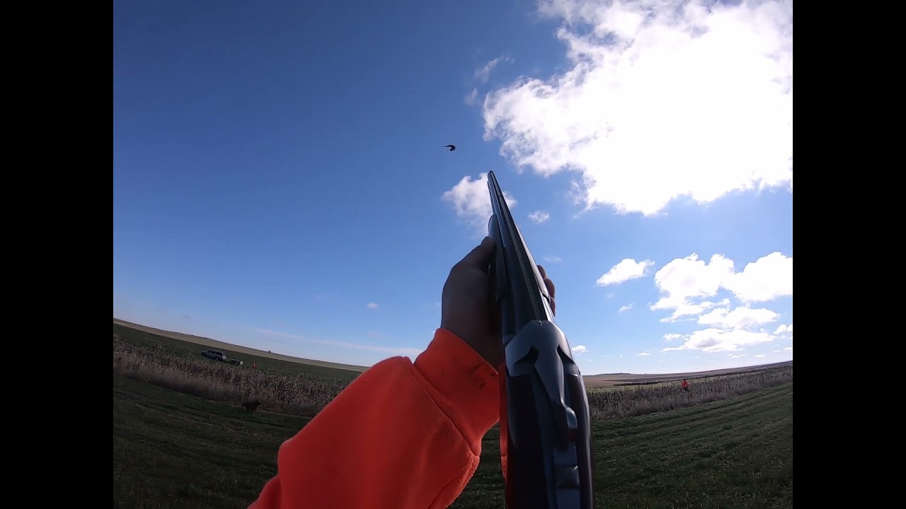 South Dakota Pheasant Hunt Part 1 ( Rooster Ridge Lodge ) - YouTube