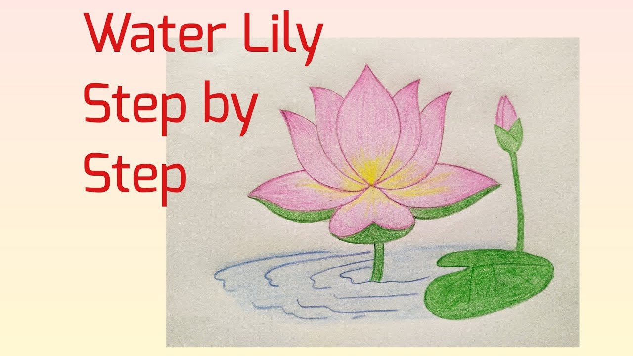 How to draw Water Lily in easy way ( step by step //Draw Water Lily ...