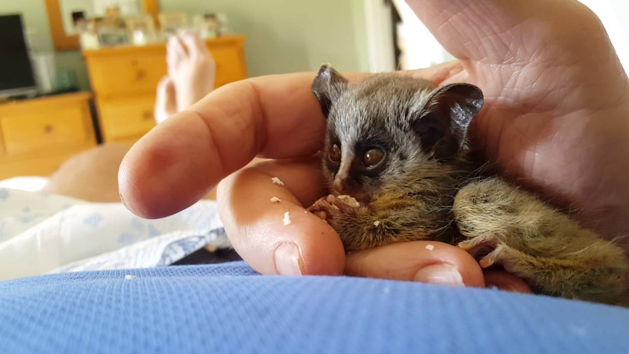 Bushbaby baby eating a nut - YouTube